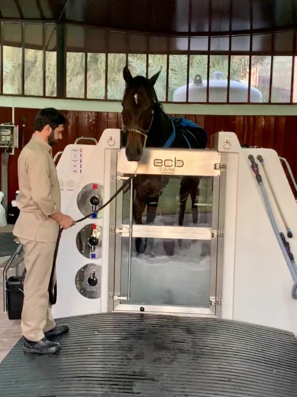 Zabeel Racing Stables in Dubai - Klassische Reitkunst